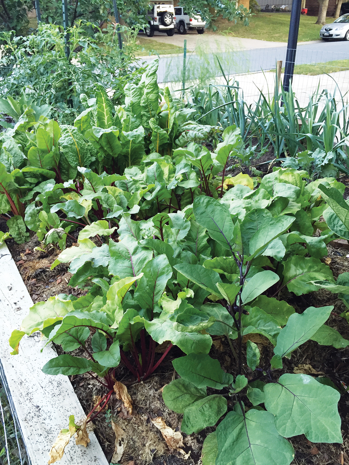 Adventures in Suburban Farming – Mother Earth News